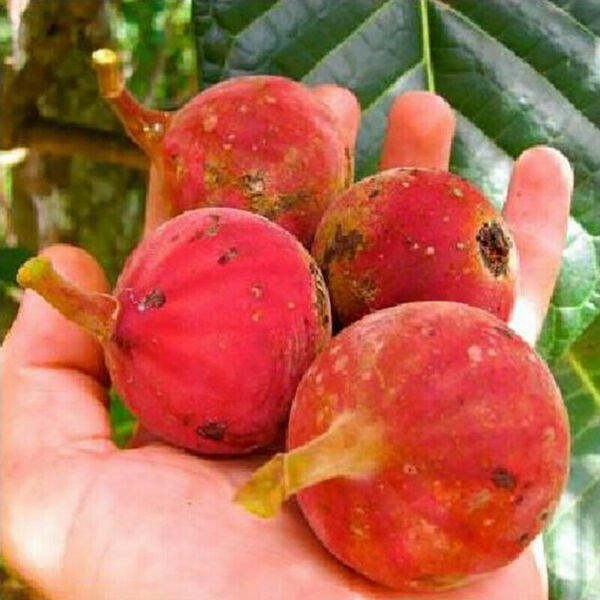 100 Red Fig Ficus Habrophylla Fig Tree Caledonia Fig Organic Fruit ...