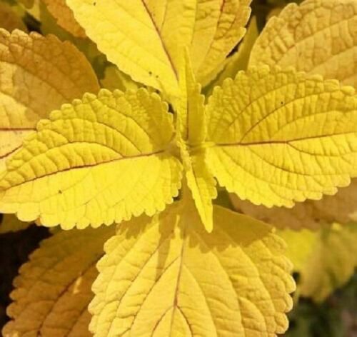 100 Yellow Coleus Coleus Blumei Flower Seeds Fresh Garden