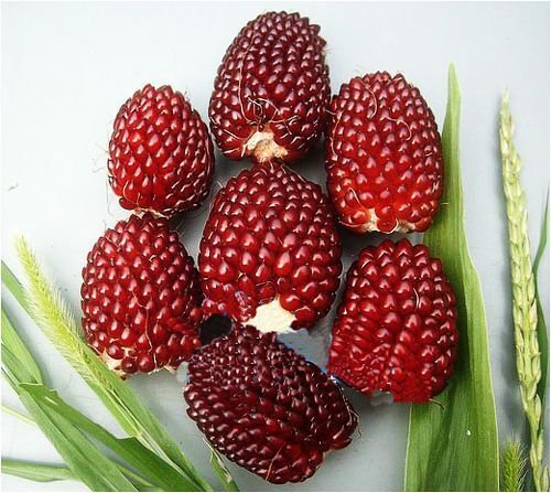 50 Red Strawberry Corn Maize Fruit Corn Organic Seeds Fresh Garden