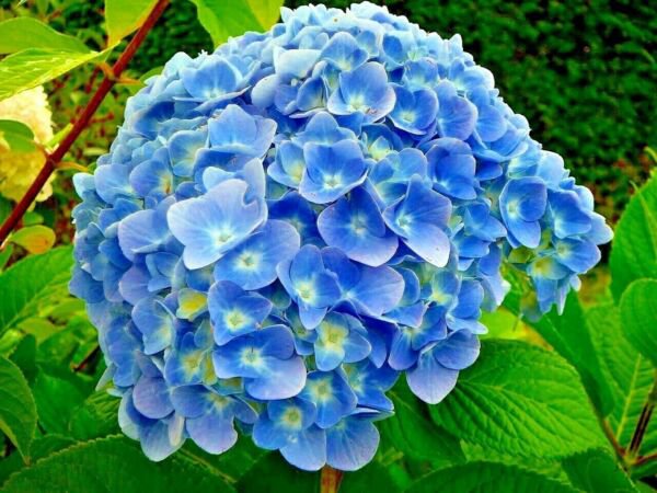 50 Blue Hydrangea Flower Hydrangea Macrophylla Flower Seeds Fresh Garden