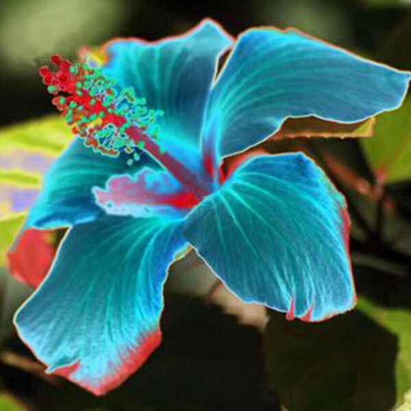 50 Neo Blue Hibiscus Hibiscus Rosa Sinensis Flowers Seeds Fresh Garden
