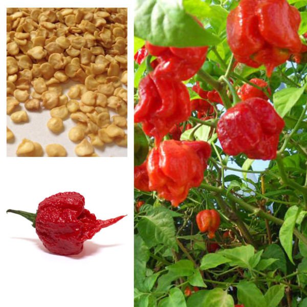 Carolina Reaper Chilli . Hottest Chilli In The World. 100 Seeds Fresh ...