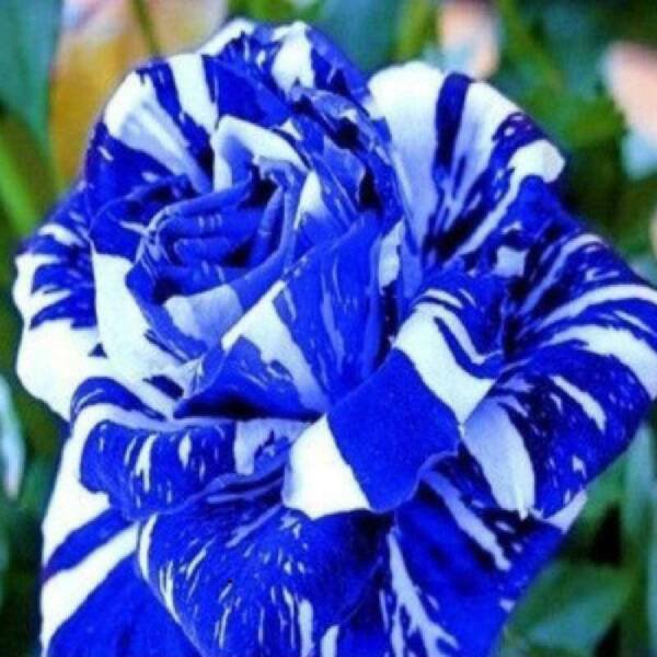 100 Rare Blue Dragon Rose Flower Perennial Flowers Bloom Seeds Fresh Garden