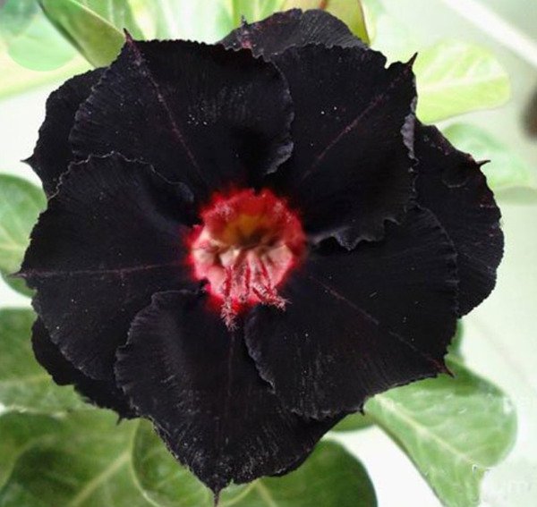 2Pcs Adenium Rare Black Eyes Double 2 Layer Black Petals With Red Eye ...