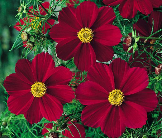 Cosmos Red Versailles Cosmos Bipinnatus 100 Seeds Fresh Garden