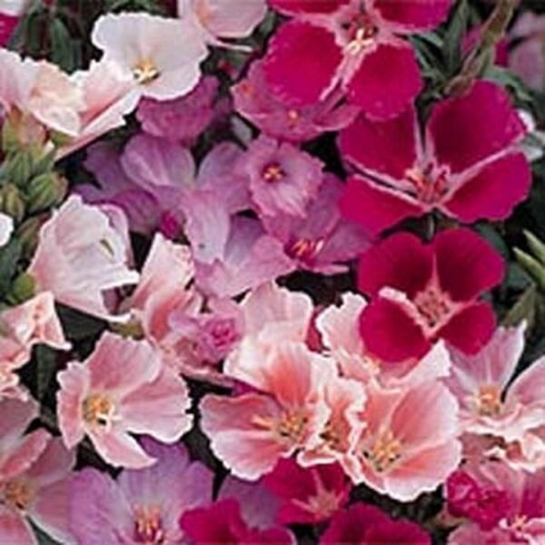 Godetia Monarch Mix Grandiflora Azaelaflora 100 Seeds Fresh Garden