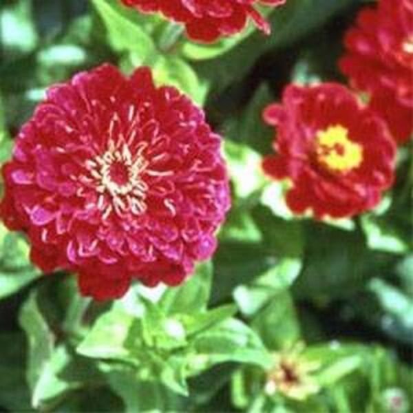 Zinnia Elegans Meteor 100 Seeds Fresh Garden
