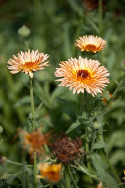 2000 Calendula Officinalis Seeds Triangle Flashback Marigold Fresh Garden