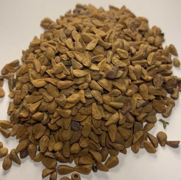 Blue Star Morning Glory Seeds Bulk 2000 Seeds Untreated Ipomoea ...