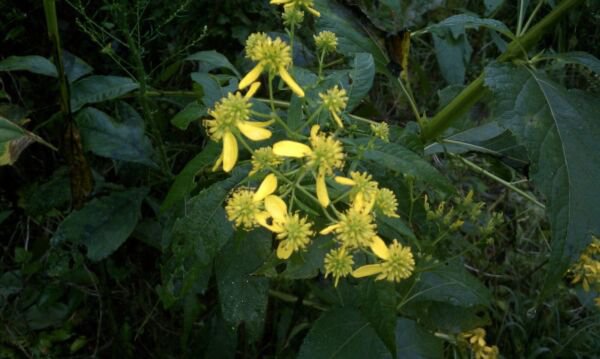 Verbesina Alternifolia Wingstem Seed Fresh Garden