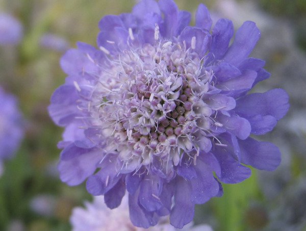 Scabiosa Japonica Ritz Alpina Blue Seed Fresh Garden