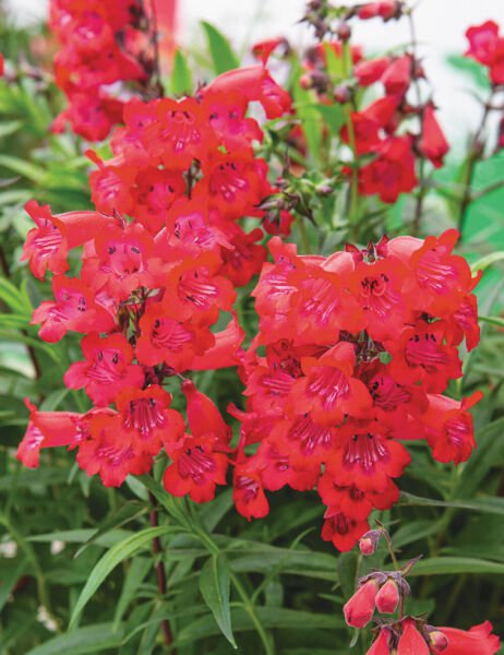 25 Red Riding Hood Penstemon Flowers Attracts Hummingbirds Beautiful ...