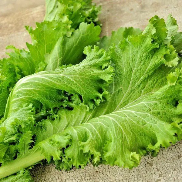 601 Giant Curled Mustard Vegetable Greens Fresh Seeds