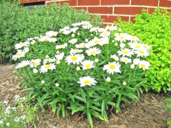 301 Silver Princess Dwarf Shasta Daisy Cut Flowers Fresh Seeds