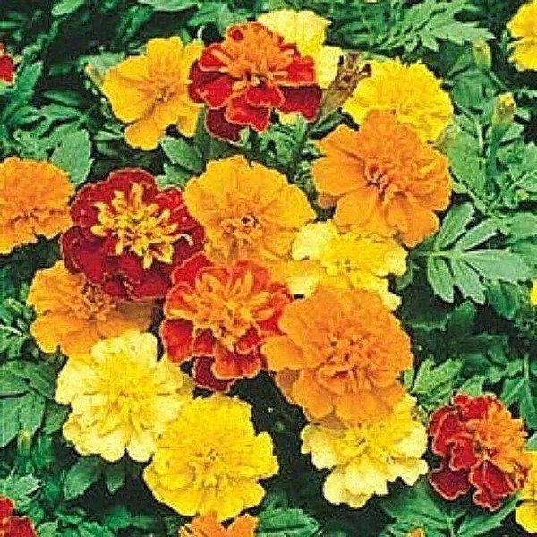 501 Sparky Mix Dwarf French Marigold Flower S Pollinators Fresh Seeds