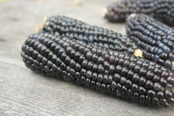 50 Blue Hopi Corn Organic Native Summer Fall Vegetable Fresh Seeds