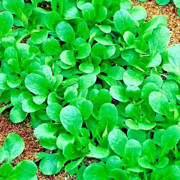 600 Dutch Corn Salad Organic Lambs Lettuce Mache Patio Fresh Seeds
