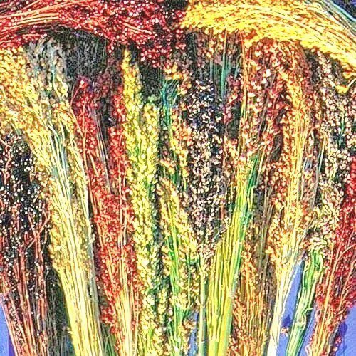 100 Broom Corn Sorghum Vegetable Grain Multi Color Crafts Fresh Seeds