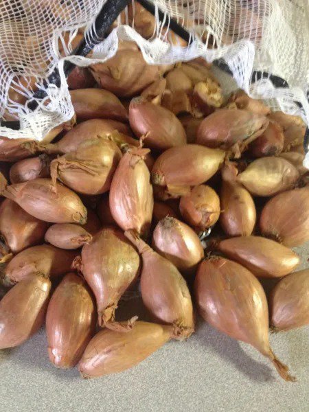 Shallots Large Multiplying Onion Sets Mild Flavor 12 Ounce Pack Fresh Seeds