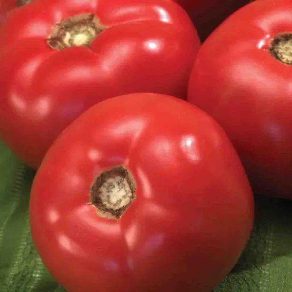 Beefmaster Tomato Beefmaster Hybrid Tomatoes 30 Pack Fresh Seeds