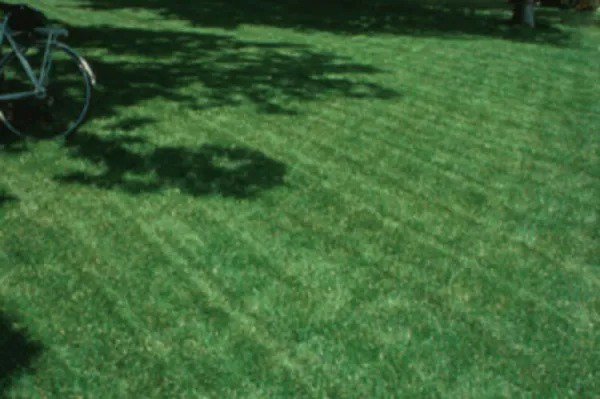Turf Type Tall Fescue 5 Lb Pack Lawn Grass Professional Blend Fresh Seeds