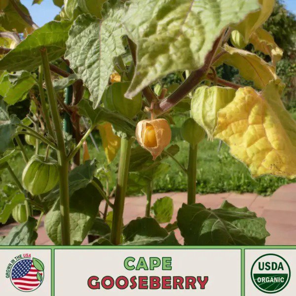 20 Cape Gooseberry Peruvian Ground Cherry Organic Fresh Seeds