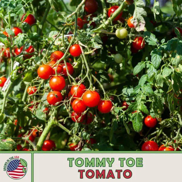 10 Tommy Toe Tomato Fresh Seeds
