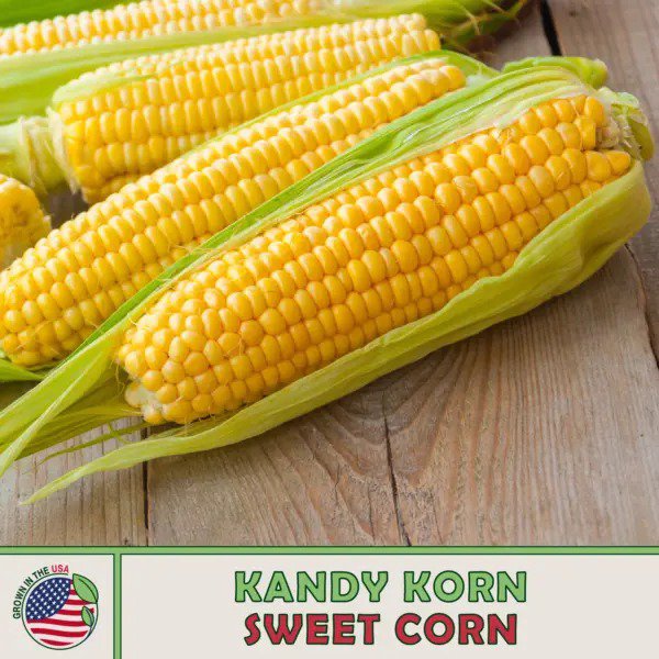 25 Kandy Korn Sweet Corn Hybrid Fresh Seeds