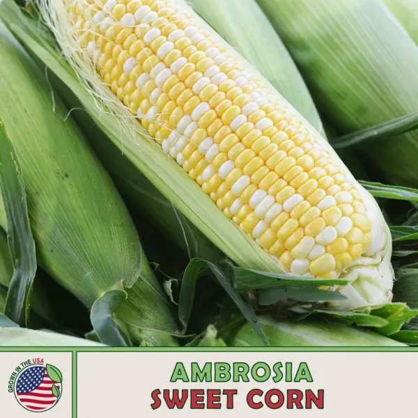 25 Ambrosia Sweet Corn Hybrid Fresh Seeds