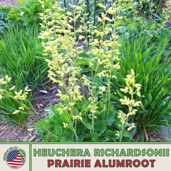 1000 Prairie Alumroot Heuchera Richardsonii Native Wildflower Fresh Seeds