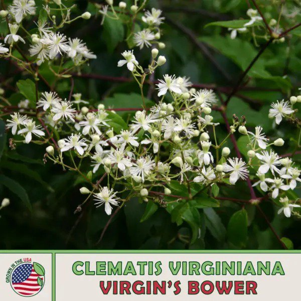 100 Virgin S Bower Clematis Virginiana Native Perennial Wildflower ...