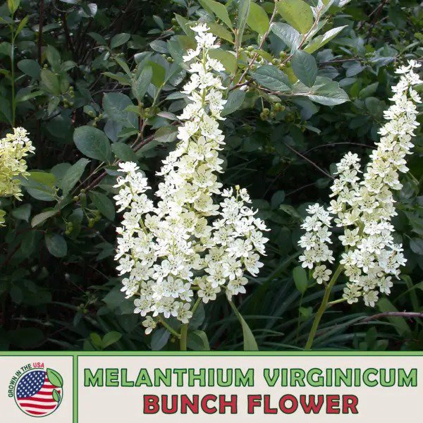 100 Bunch Flower Melanthium Virginicum Native Perennial Wildflower ...