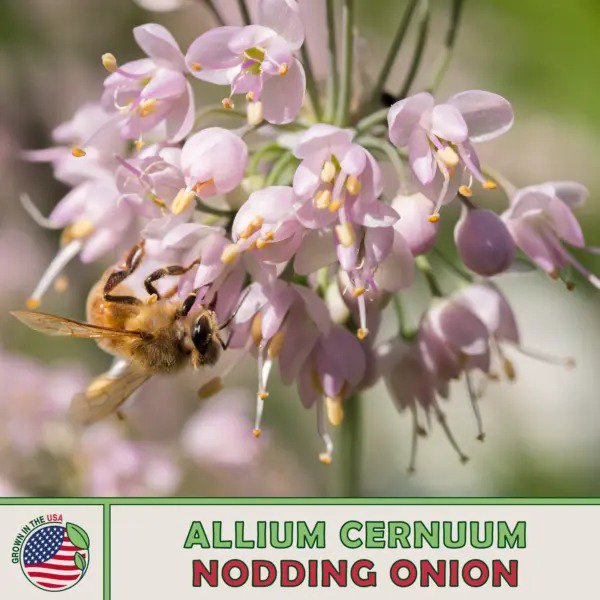 100 Nodding Onion Allium Cernuum Native Wildflower Culinary Herb Fresh ...