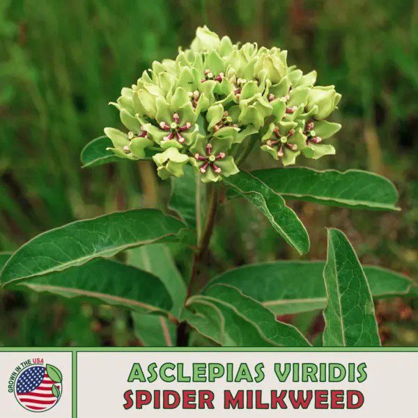 20 Spider Milkweed Monarch Butterfly Attractor Host Plant Fresh Seeds