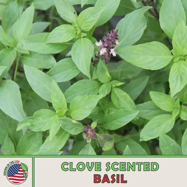 500 Clove Scented Basil Ocimum Basilicum Culinary Herb Fresh Seeds