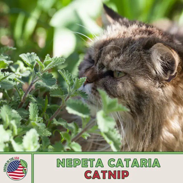 500 Catnip Nepeta Cataria Herb Pollinator Attractor Kitty S Favorite Fresh Seeds