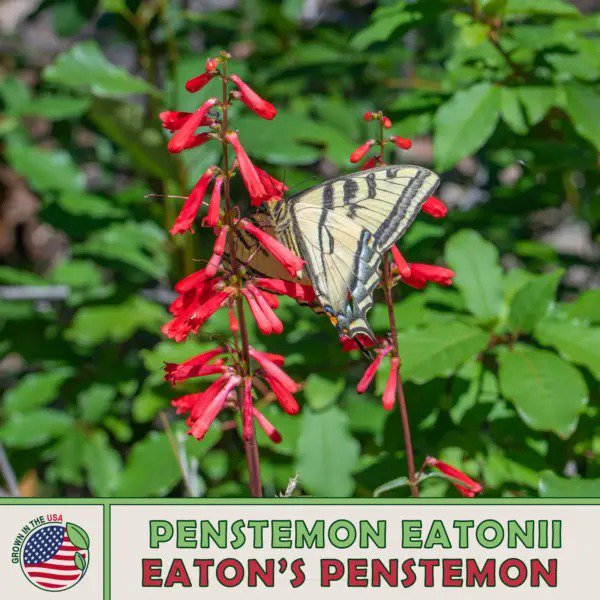 200 Eaton S Penstemon Firecracker Beardtongue Bird Butterfly Attractor ...