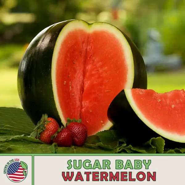 10 Sugar Baby Watermelon Fresh Seeds