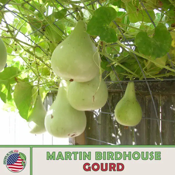 10 Martin Birdhouse Gourd Fresh Seeds