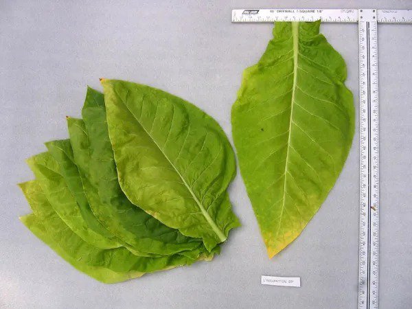 1000 L Assomption Tobacco Filler Type Nicotiana Tabacum Fresh Seeds