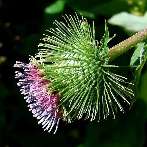 30 Arctium Lappa Takinogawa Long Burdock Gobo Medicinal Herb Fresh Seeds