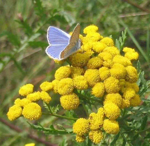 1000 Tansy Tanacetum Vulgare Perennial Flower Fresh Seeds