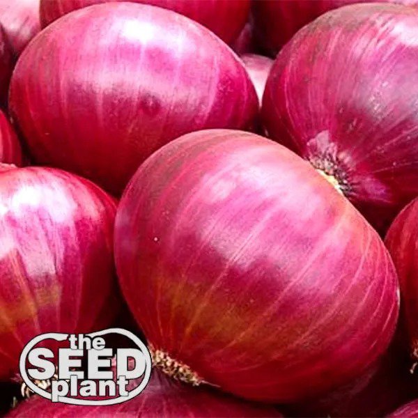 Red Creole Onion 300 Fresh Seeds