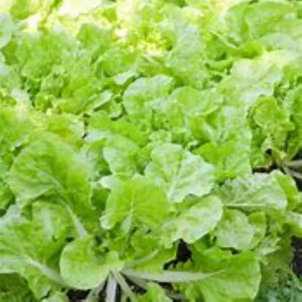 Beka Santoh Cabbage Delicious Asian Greens Healthy Fresh Seeds