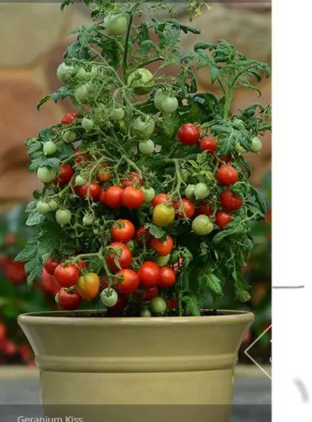 20 Geranium Kiss Patio Tomato Sweet Juicy Dwarf Fresh Seeds