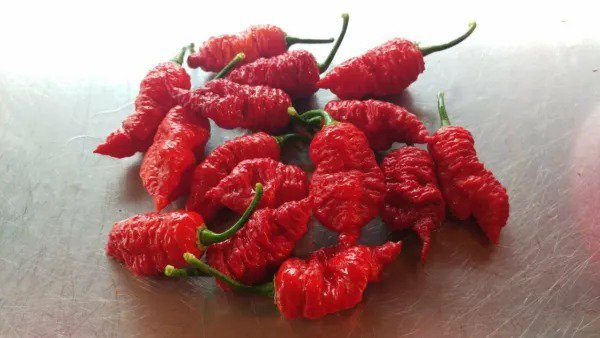 10 Premium Death Spiral Pepper Spicy Hot Atomic Fresh Seeds
