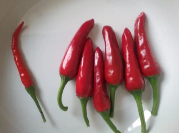 50 Tick Fat Thai Chili Pepper 50 Fresh Seeds