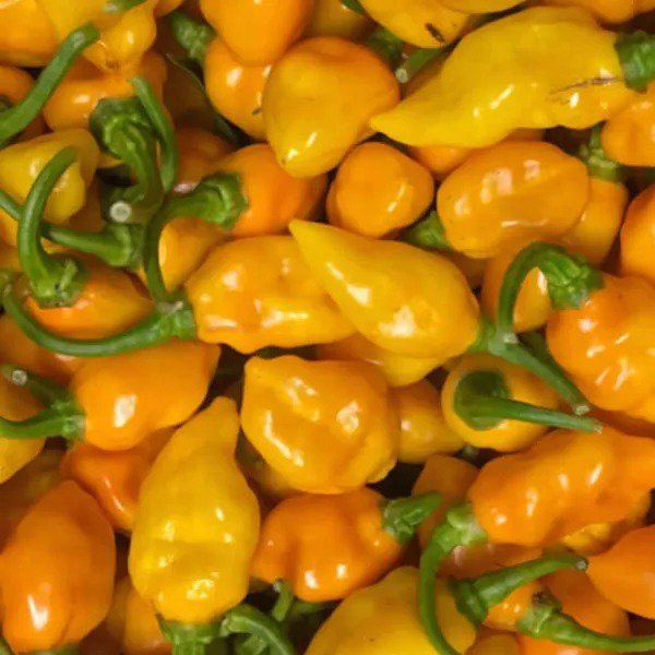 40 Yellow Datil Pepper Fresh Seeds