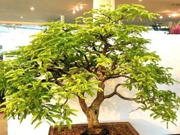 Bonsai Tamarindus Indica Tamarind Tree Tropical Edible Fruit Wood 15 ...