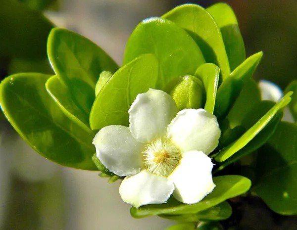Florida Native White Indigoberry Randia Aculeata Indigo Berry 50 Seeds ...